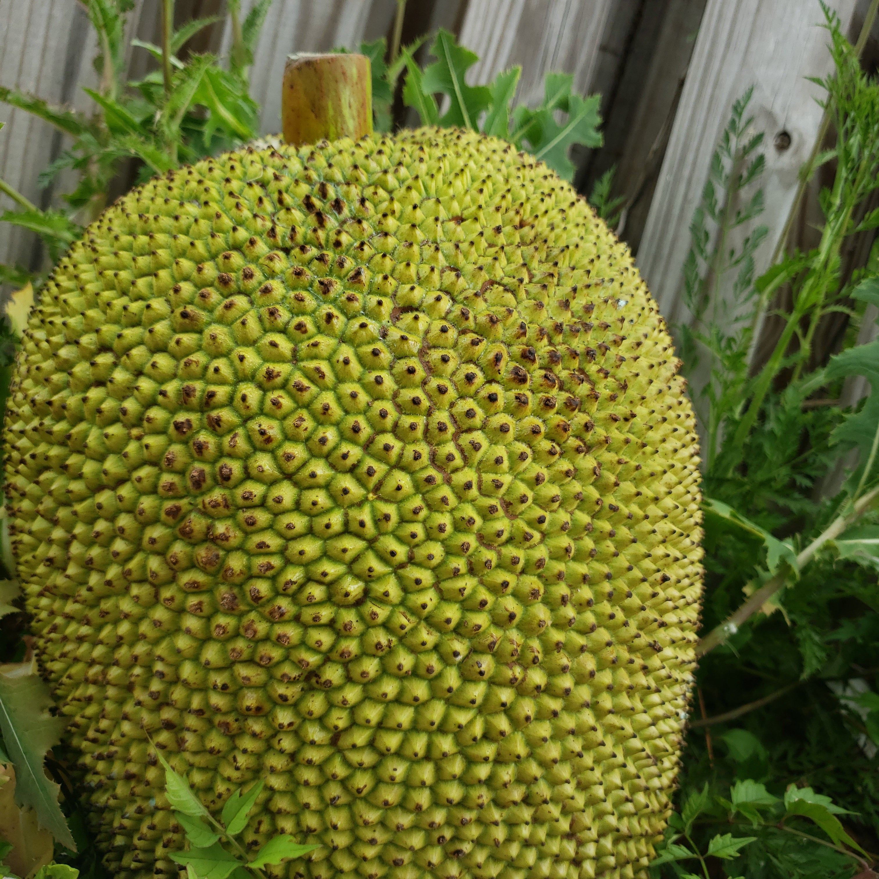 Whole Jackfruit | CANE & COCONUT